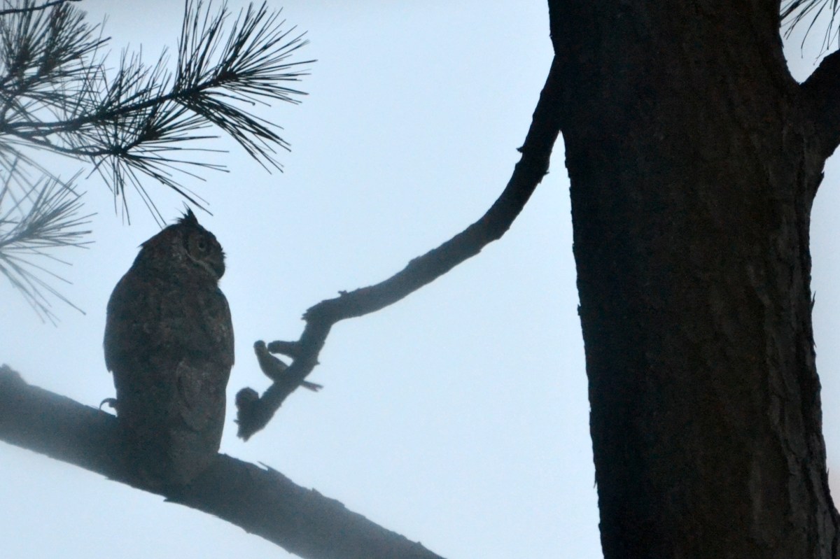 Great Horned Owl – Territorial Call – Flying Squirrel Outdoors