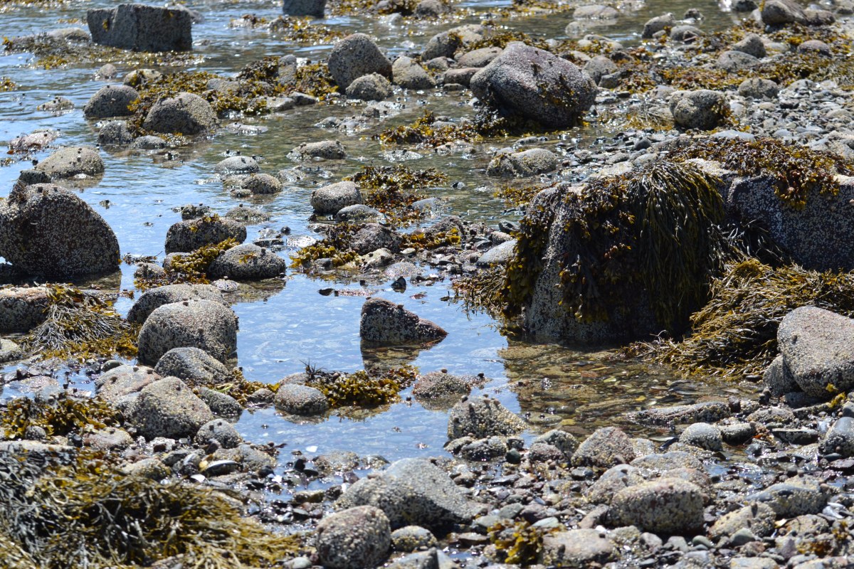 Tidal Ecosystems, Layered – Flying Squirrel Outdoors