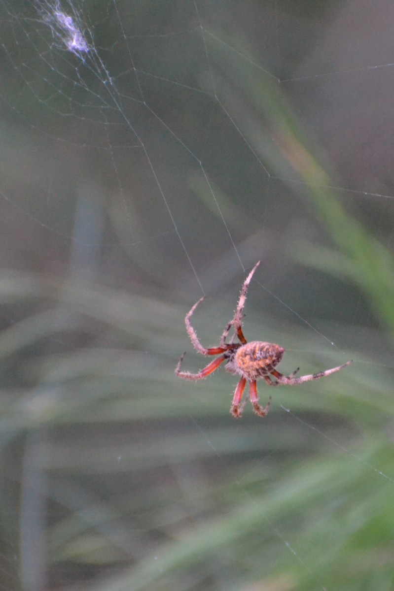 Friday the 13th – Flying Squirrel Outdoors