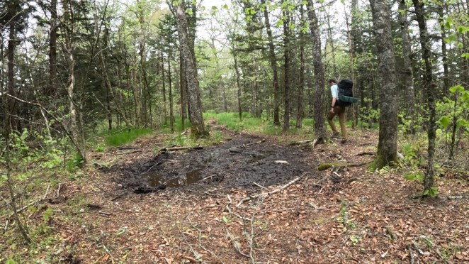 Invasive Feral Hogs in the Smoky Mountains – Flying Squirrel Outdoors