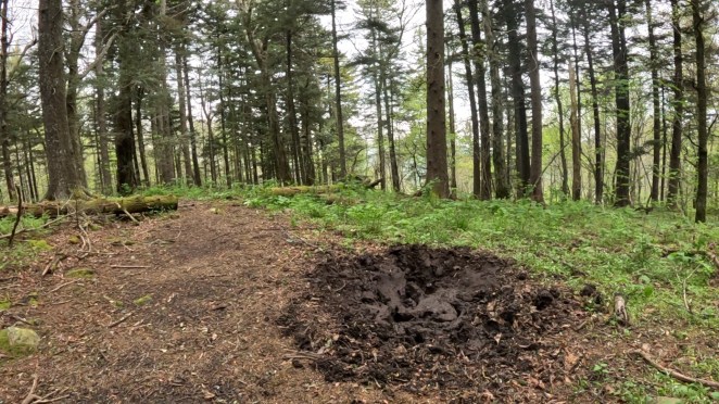 Invasive Feral Hogs in the Smoky Mountains – Flying Squirrel Outdoors