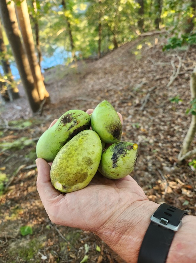 Paw Paw Season! – Flying Squirrel Outdoors