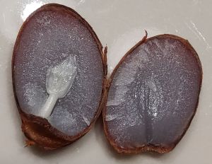 Weather Prediction via Persimmon Trees (?) – Flying Squirrel Outdoors
