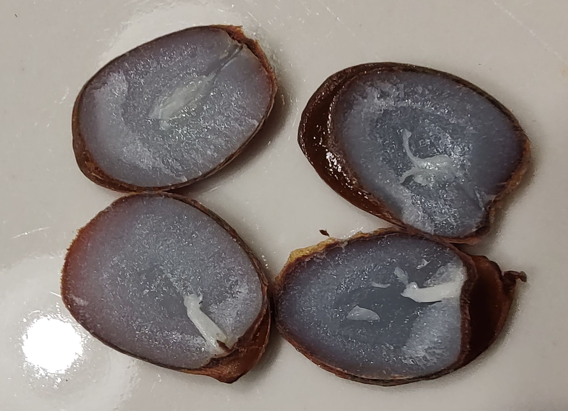 Weather Prediction via Persimmon Trees (?) – Flying Squirrel Outdoors