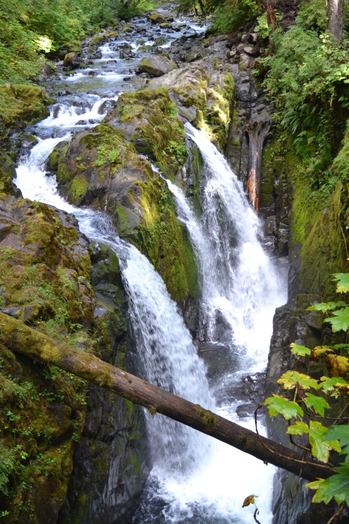 Washington With Bones – Part 2C: Sol Duc and Rialto Beach – Flying ...